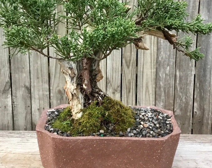 Shimpaku Juniper Tanuki Bonsai Tree in a Handmade Unglazed Ceramic Pot ...