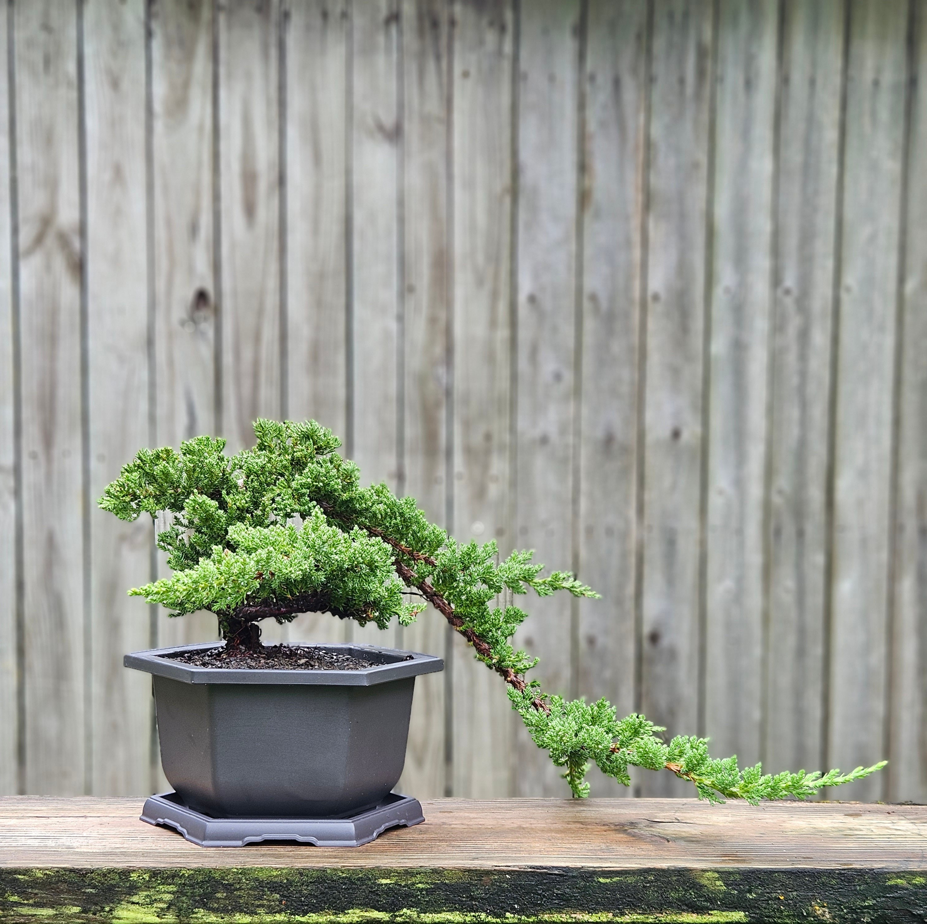 Juniper Bonsai Cascade