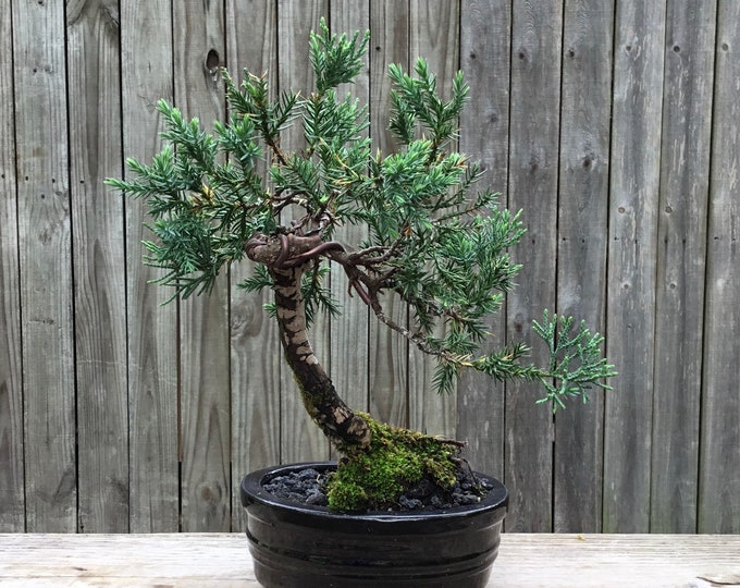 Bonsai Parsoni Juniper Bonsai Tree Wired in a Blue Glazed Ceramic 6 ...