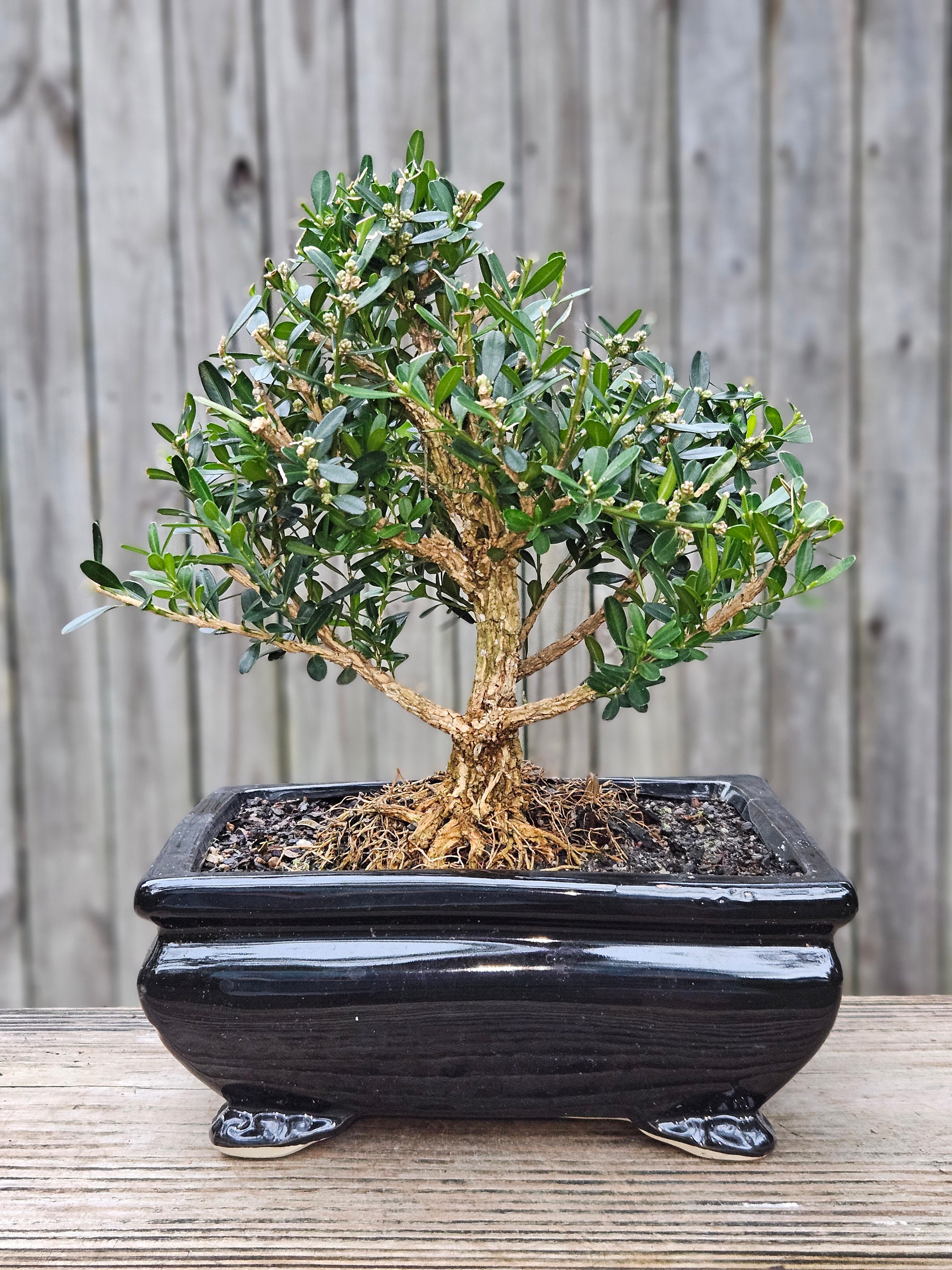 Boxwood Bonsai Tree