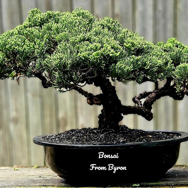 Juniper Procumben Nana - Etsy