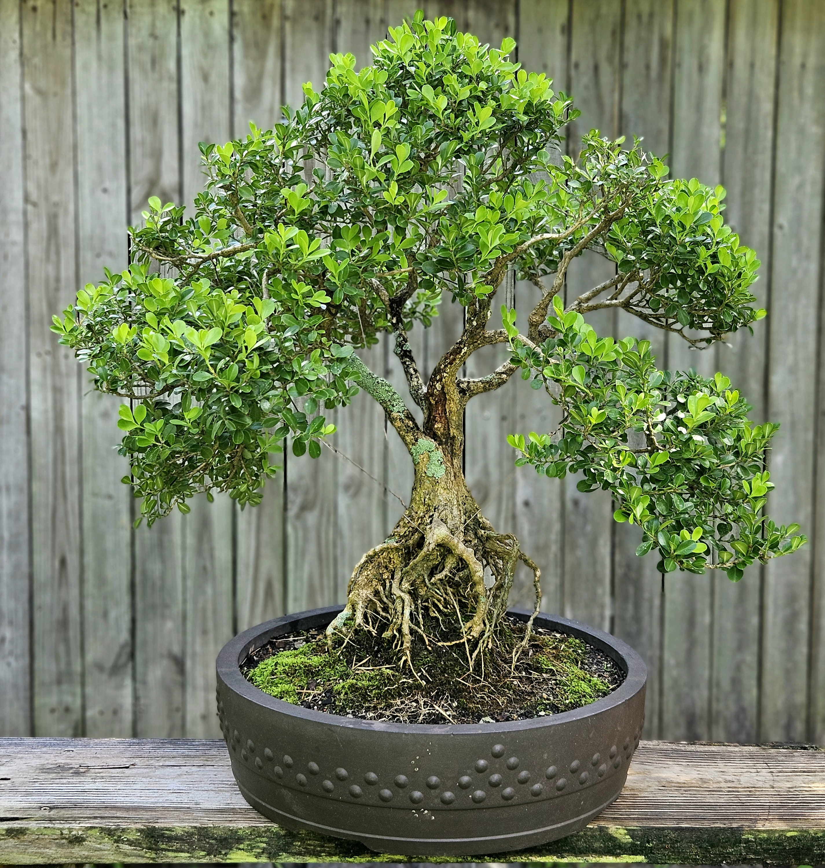 Boxwood Bonsai Tree