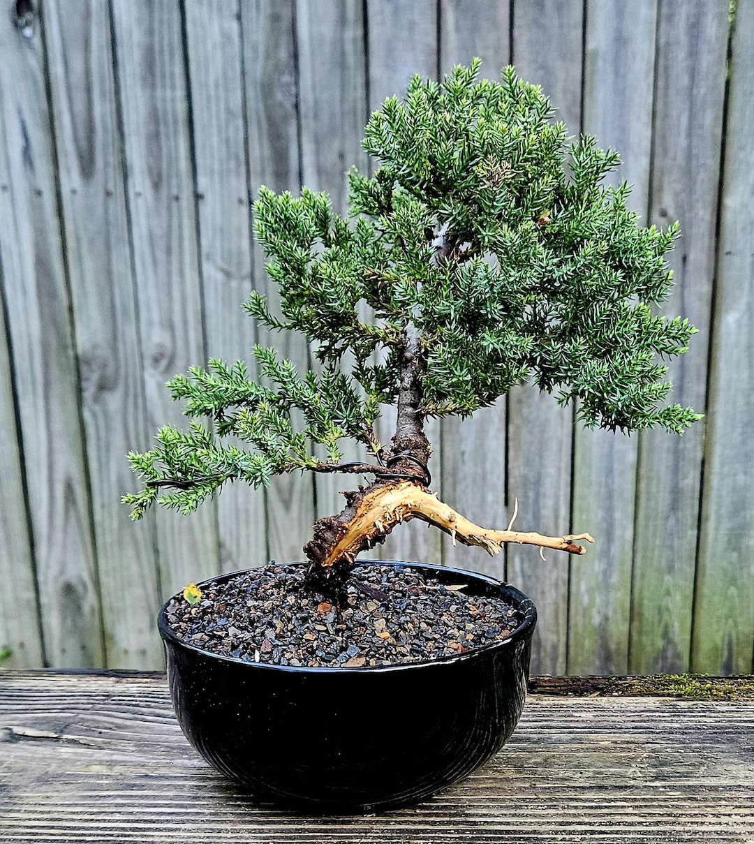 Juniper Bonsai Tree in a Black 6 Inch Pot. Jin and Shari. - Etsy