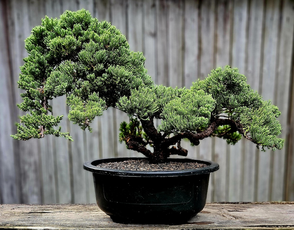 Old Procumbens Nana Bonsai Tree, 30 Year Japanese Juniper - Etsy