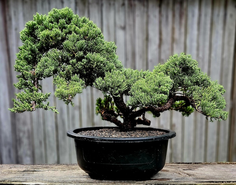 Old Procumbens Nana Bonsai Tree, 30 Year Japanese Juniper - Etsy