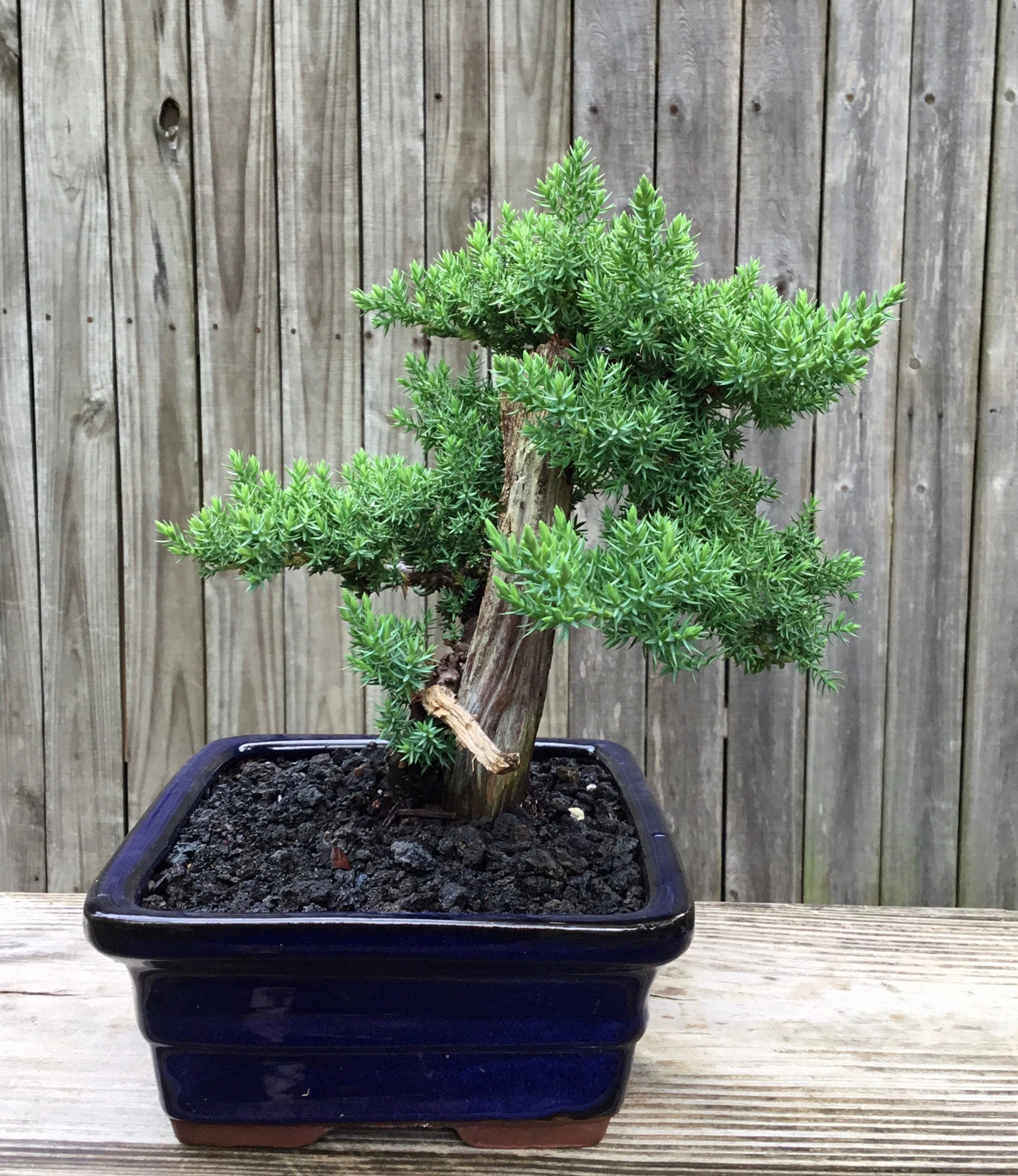 Bonsai Tanuki Japanese Juniper Tree in a Blue 8 Inch Ceramic - Etsy