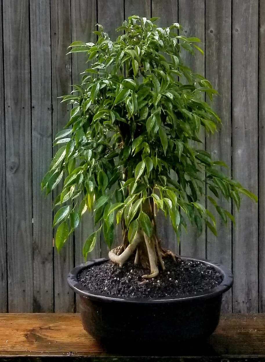 Ficus Benjamina Bonsai