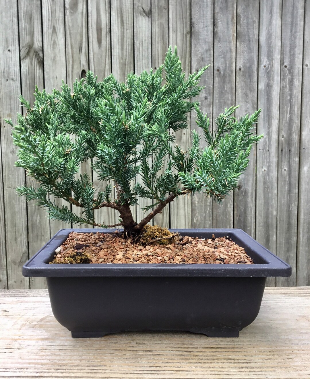 Bonsai Parsoni Juniper Bonsai Tree a Plastic 8 Inch Pot - Etsy