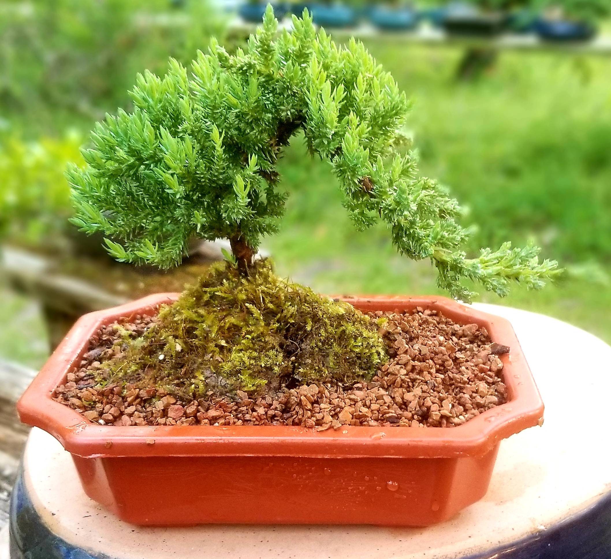 Baby Juniper Bonsai Tree