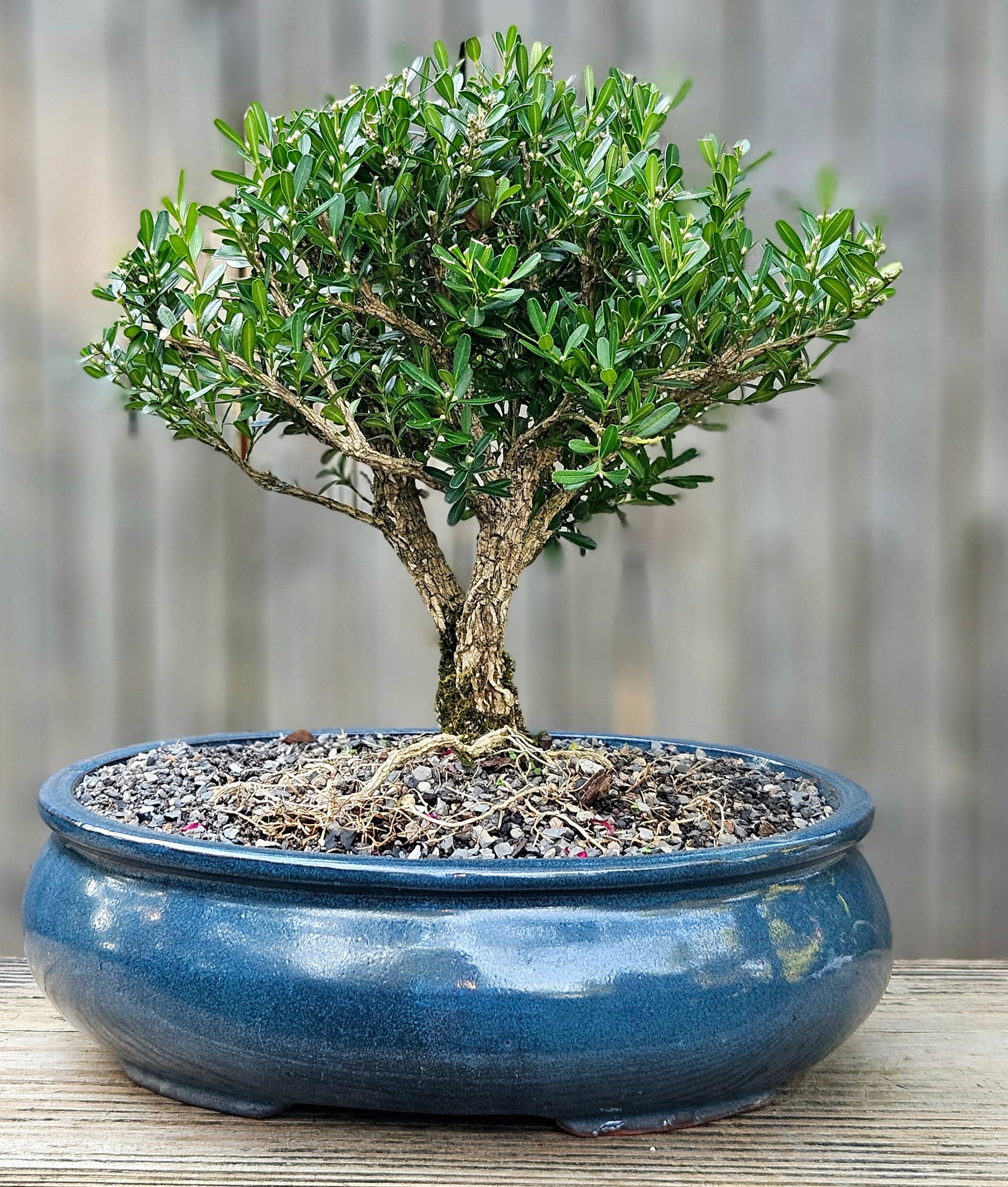 Boxwood Bonsai Tree