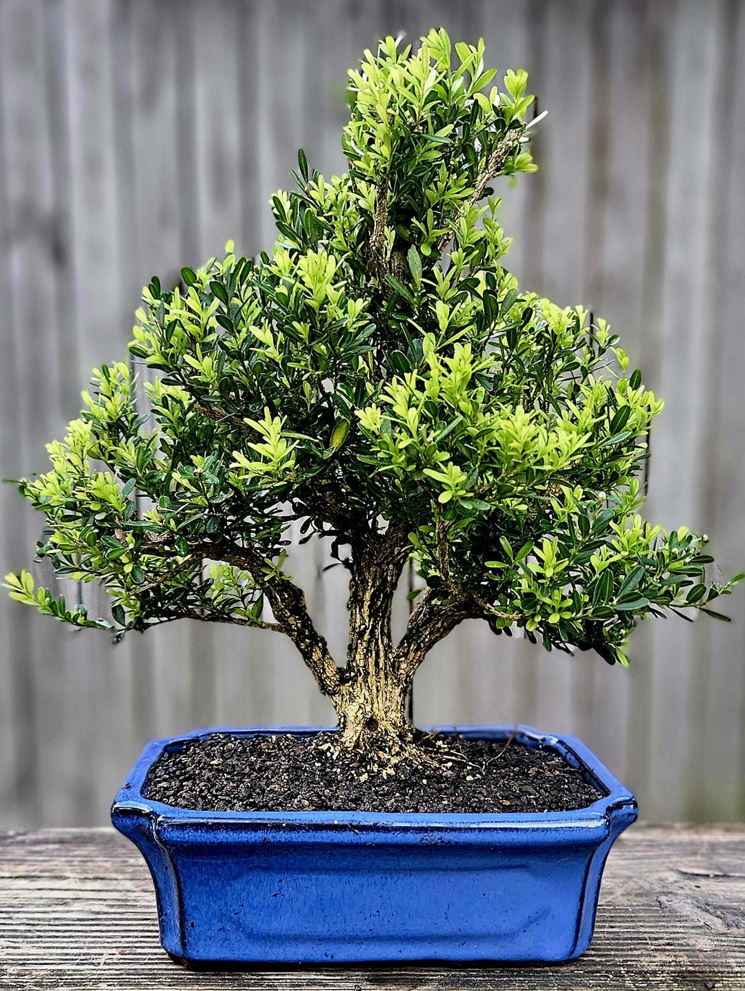 Harland/tai Boxwood Bonsai Tree in a Blue Ceramic Pot. Old Beauty With ...