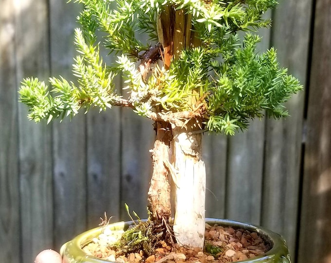 Bonsai Tanuki Japanese Juniper Tree in a Green 5 Inch Ceramic Pot ...