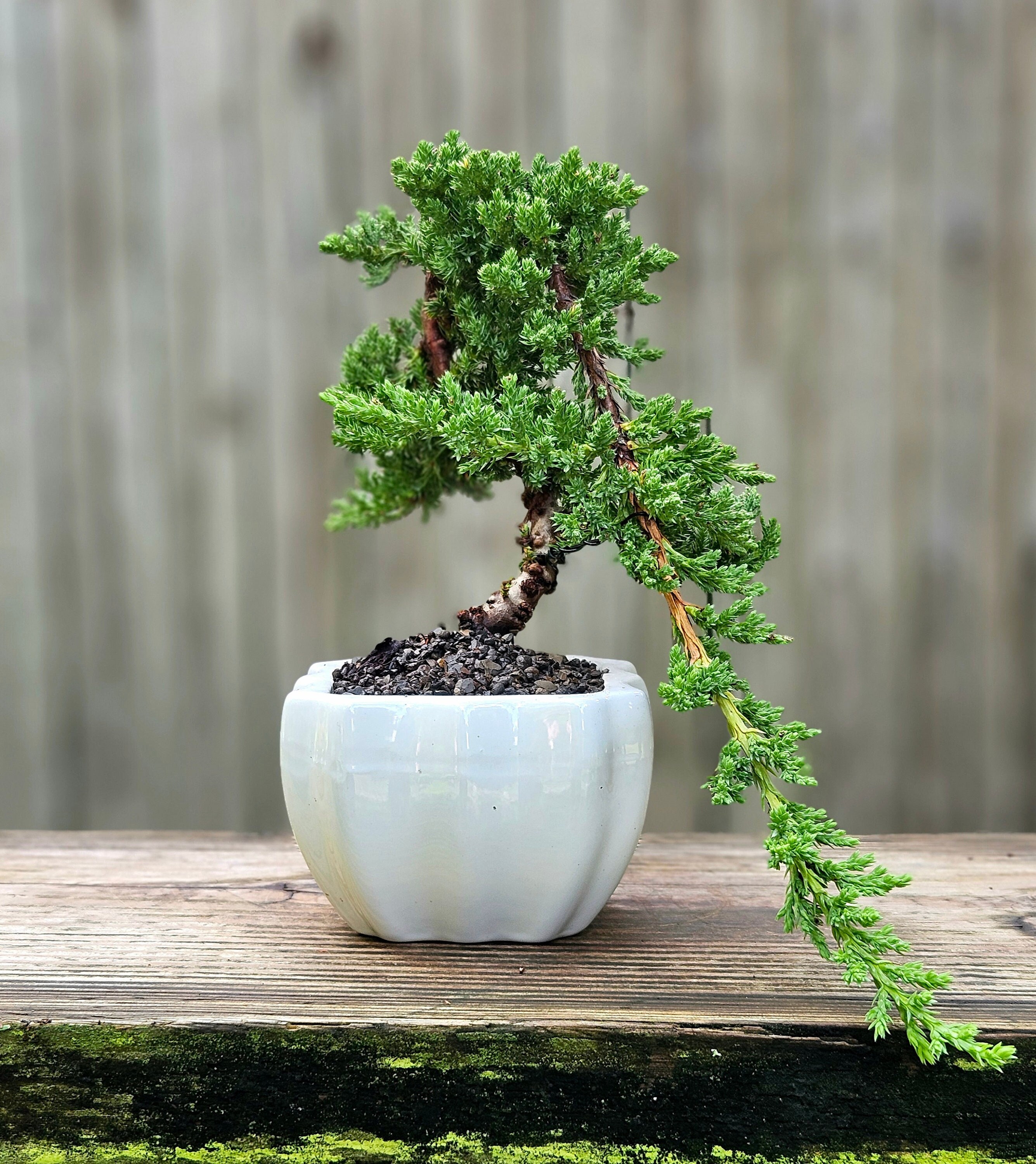 Juniper Bonsai Young