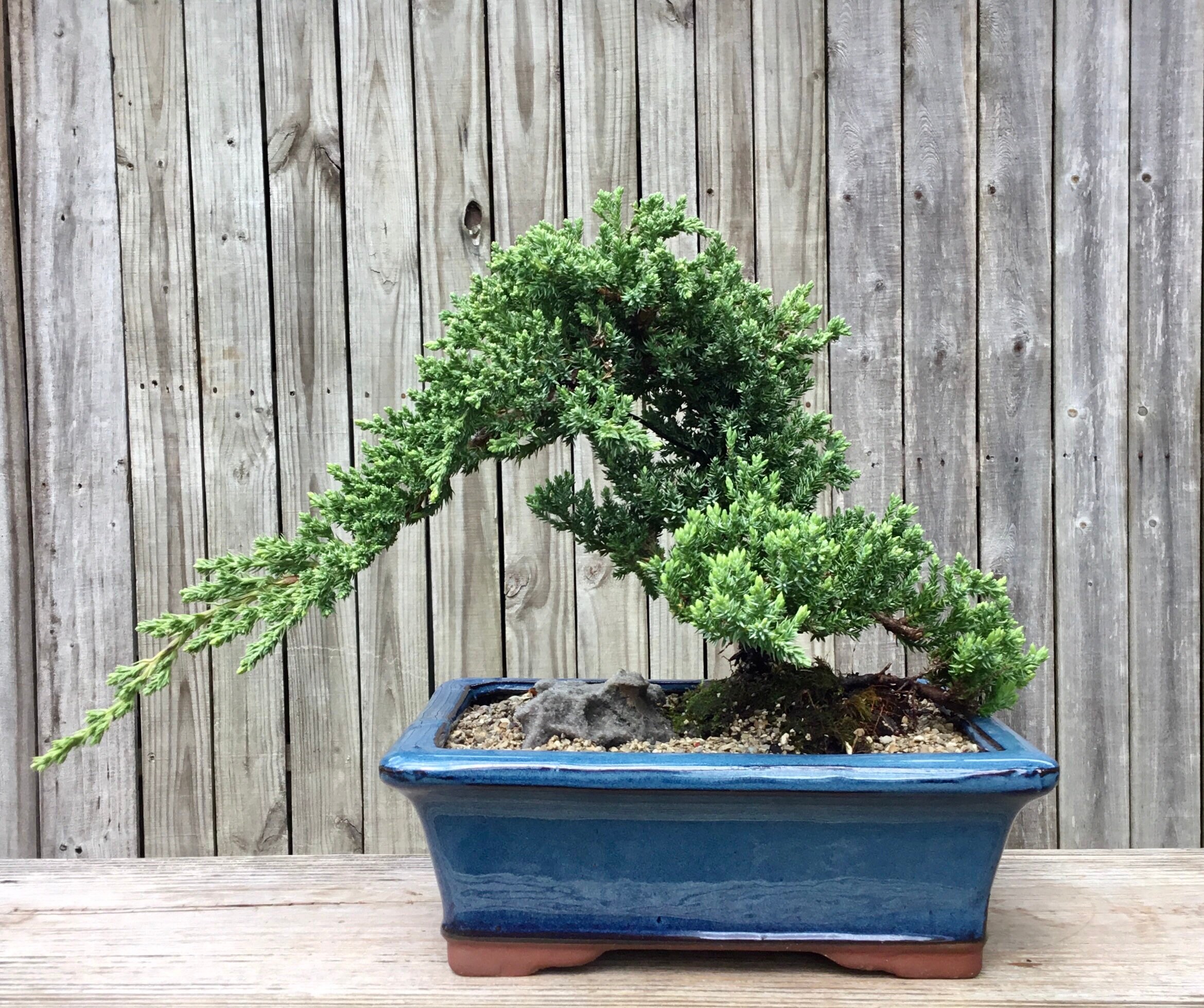 Blue Point Juniper Bonsai