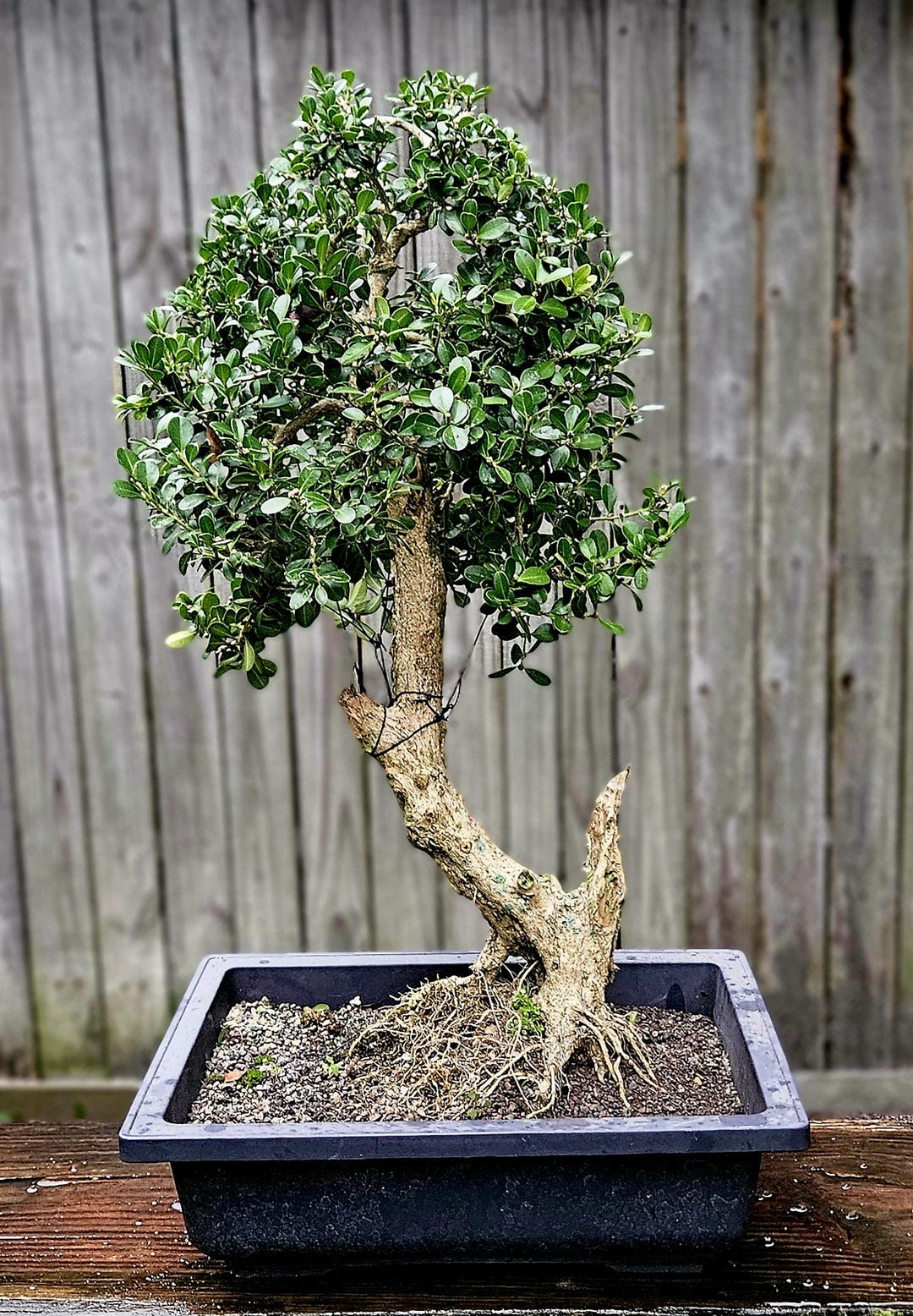 Japanese Boxwood Bonsai Tree in a 15 Inch Plastic Pot. - Etsy