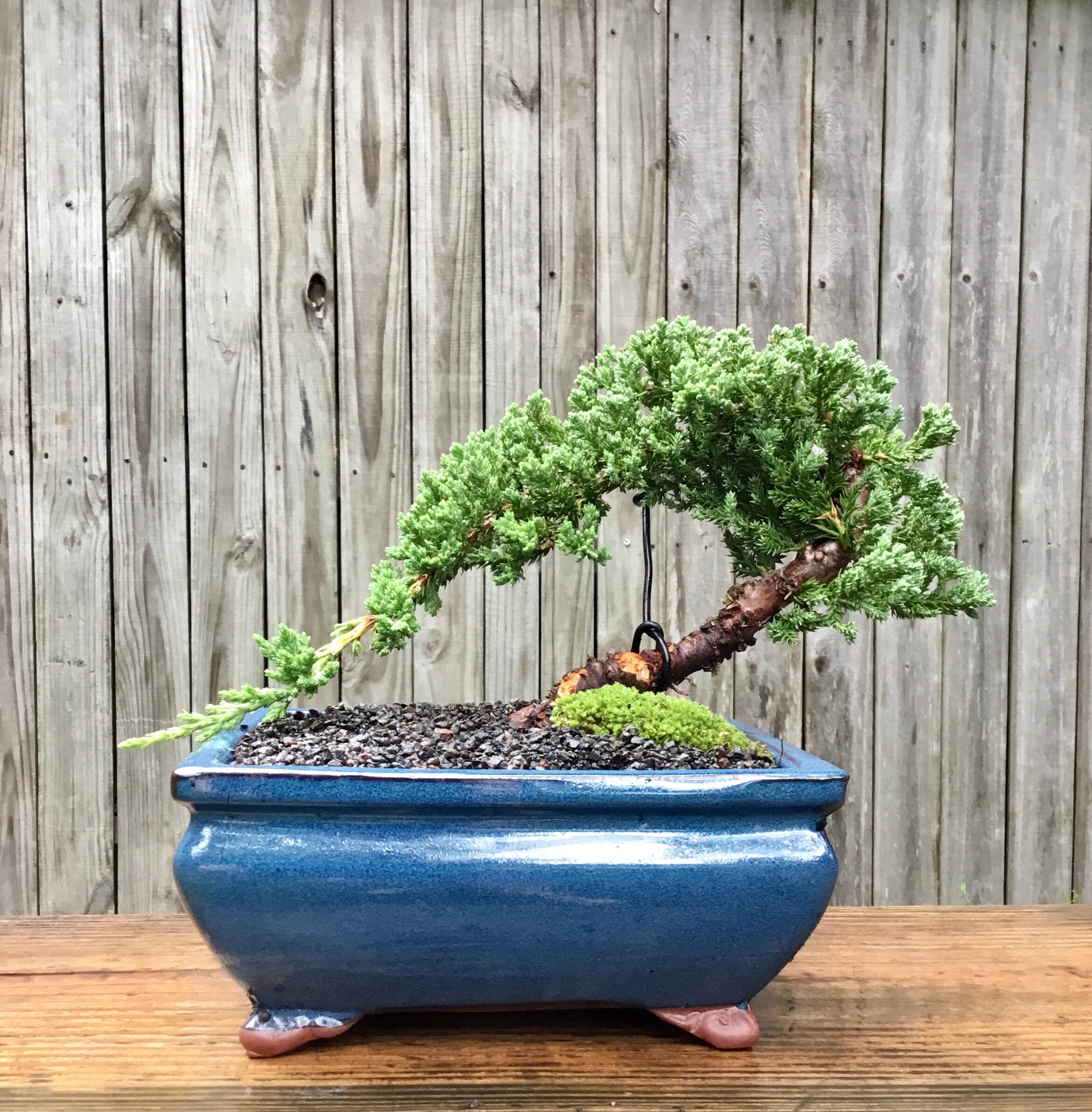 Dwarf Dawn Redwood Bonsai