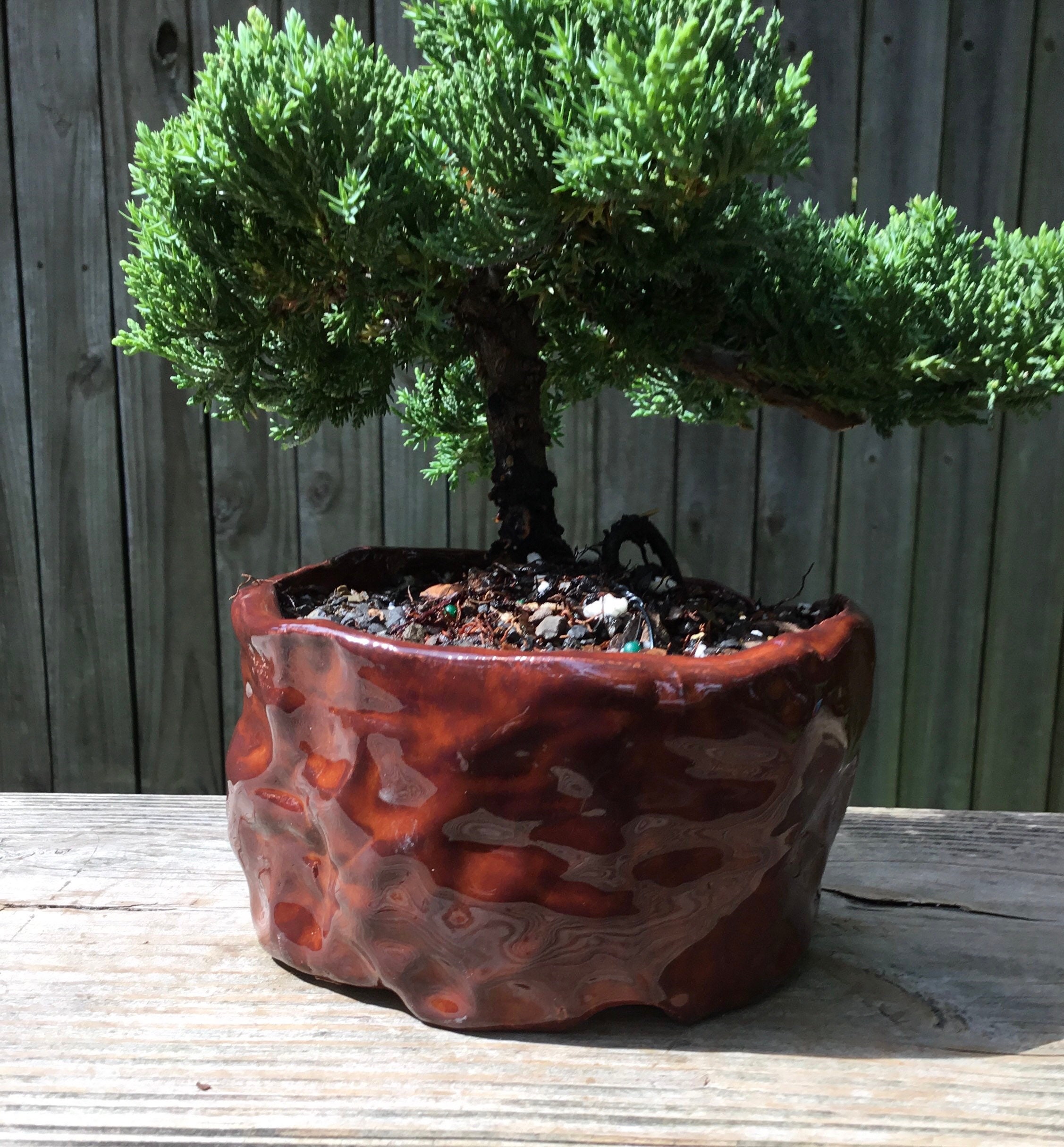 Enebro Bonsai Tree en una aplicación hecha a mano 5 1/2 | Etsy