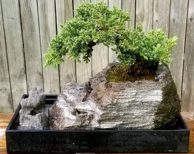 Bonsai Tree Planted in Lava Rock Waterfall. Waterfall Bonsai With Led ...