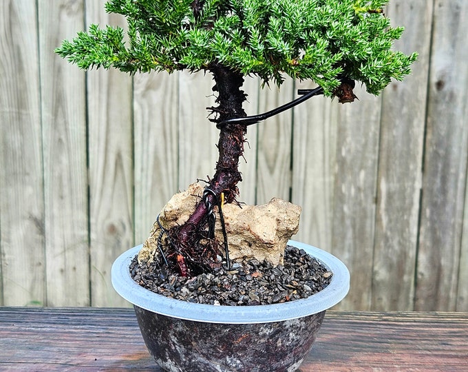 Bonsai Juniper Bonsai Tree Root Over Rock in a Clear Pot - Etsy