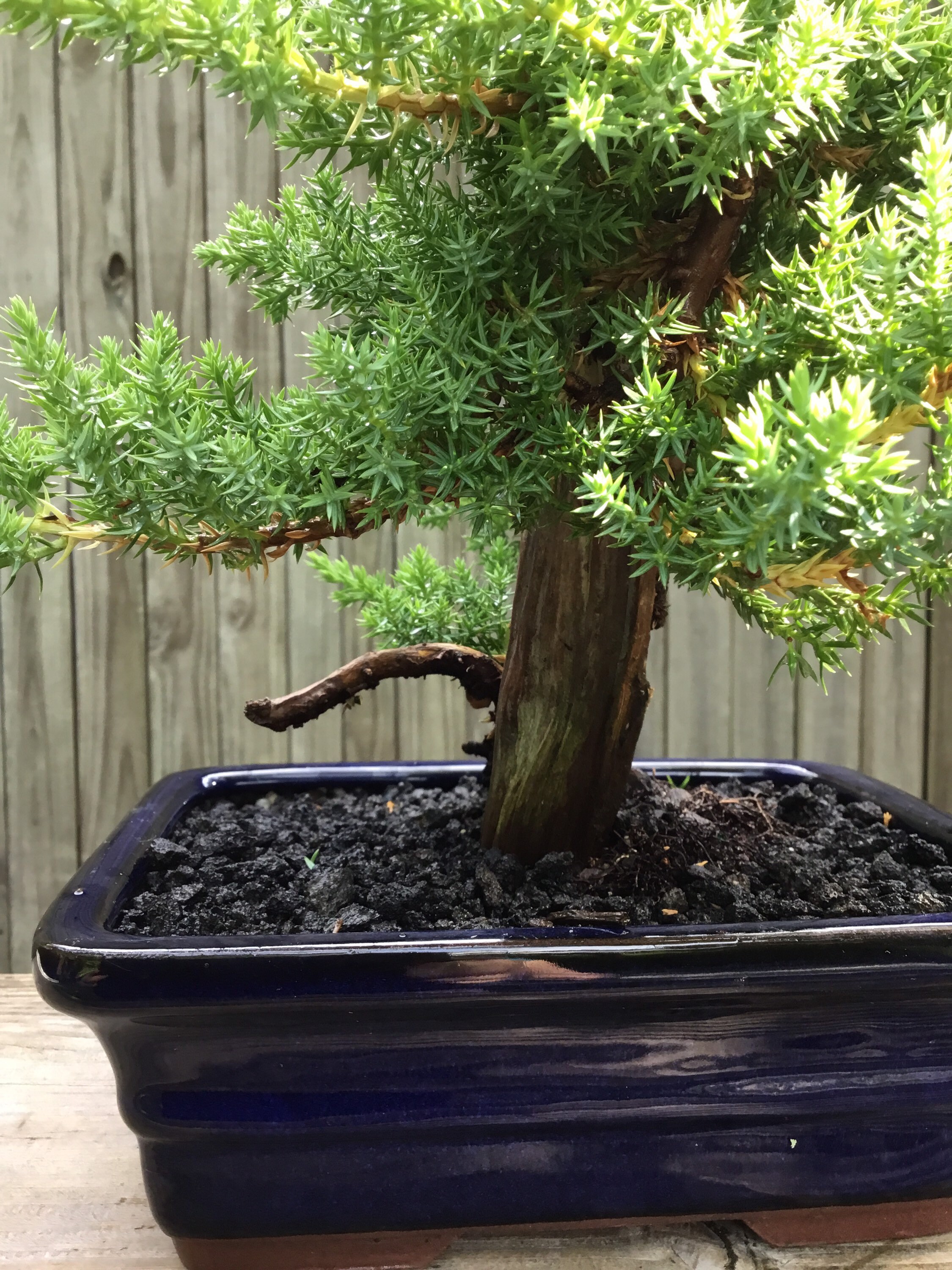 Bonsai Tanuki Japanese Juniper Tree in a Blue 8 Inch Ceramic - Etsy