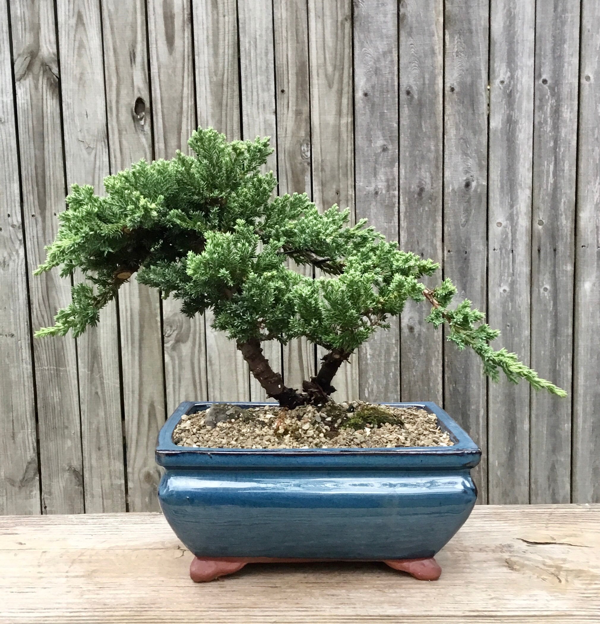 Juniperus Conferta Bonsai