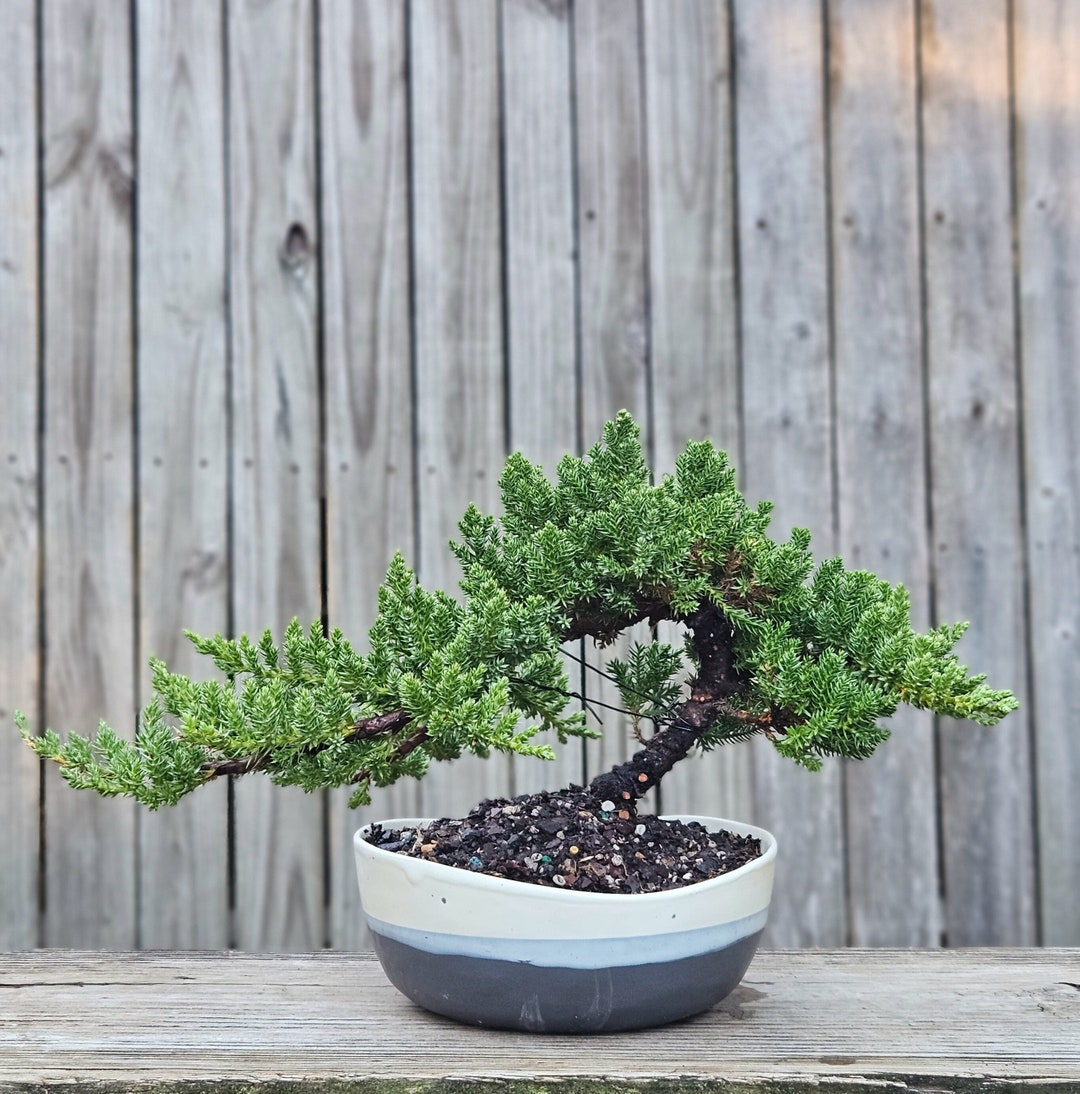 Bonsai Juniper Bonsai Tree in a White Round Glazed Ceramic - Etsy