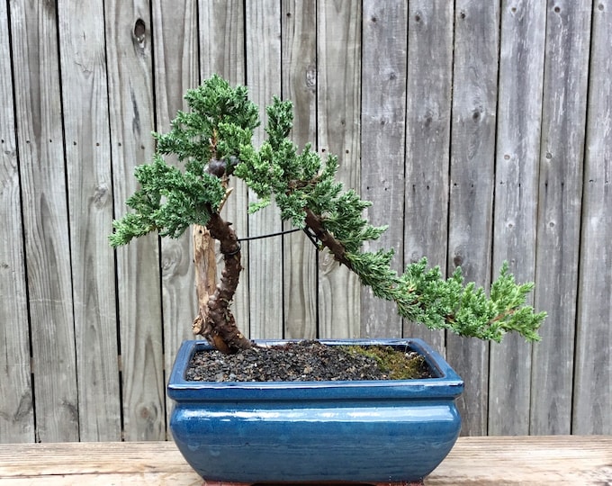 Bonsai Tanuki Japanese Juniper Tree in an 8 Inch Blue Glazed Pot. Cedar ...