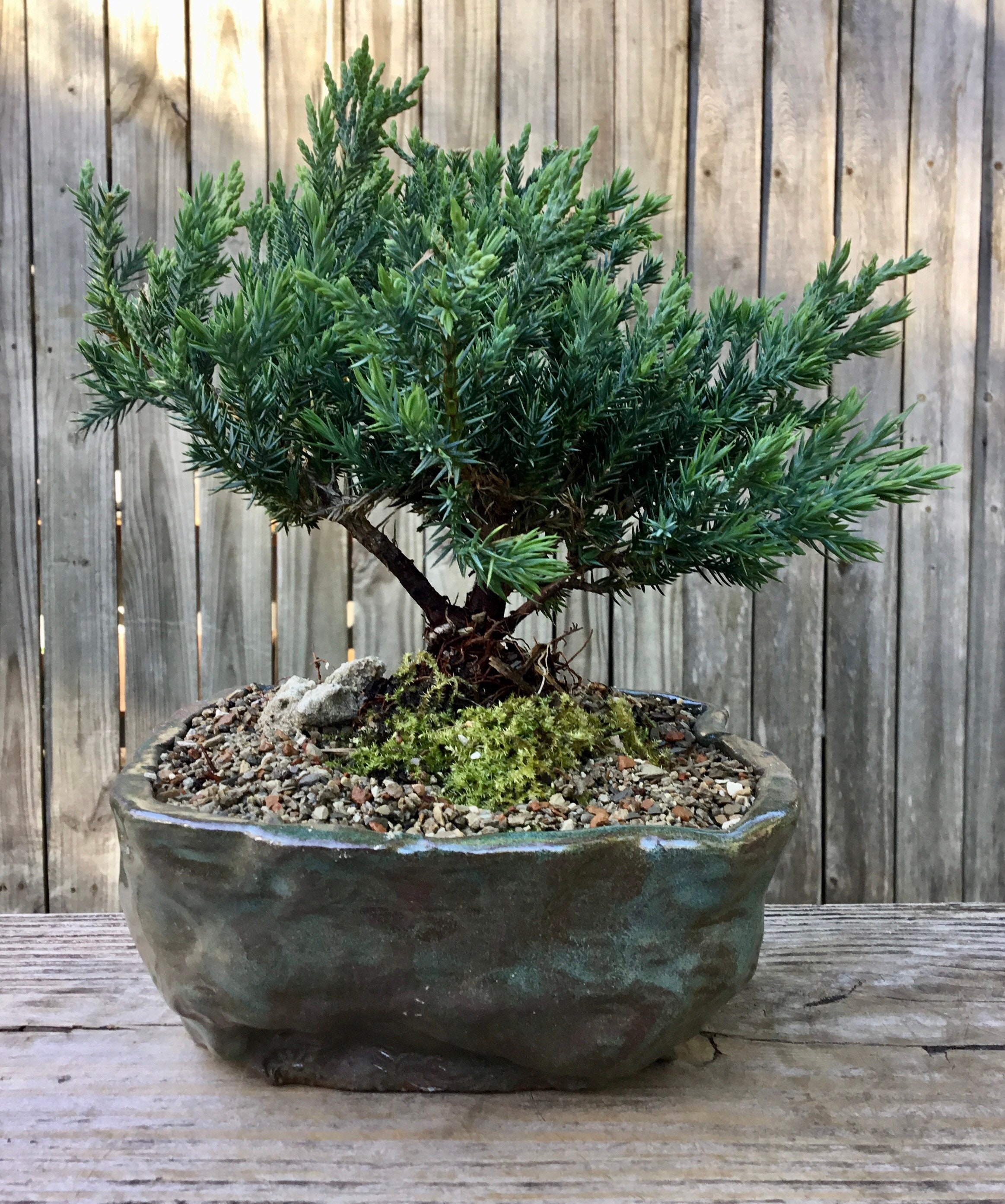 Blue Star Juniper Bonsai
