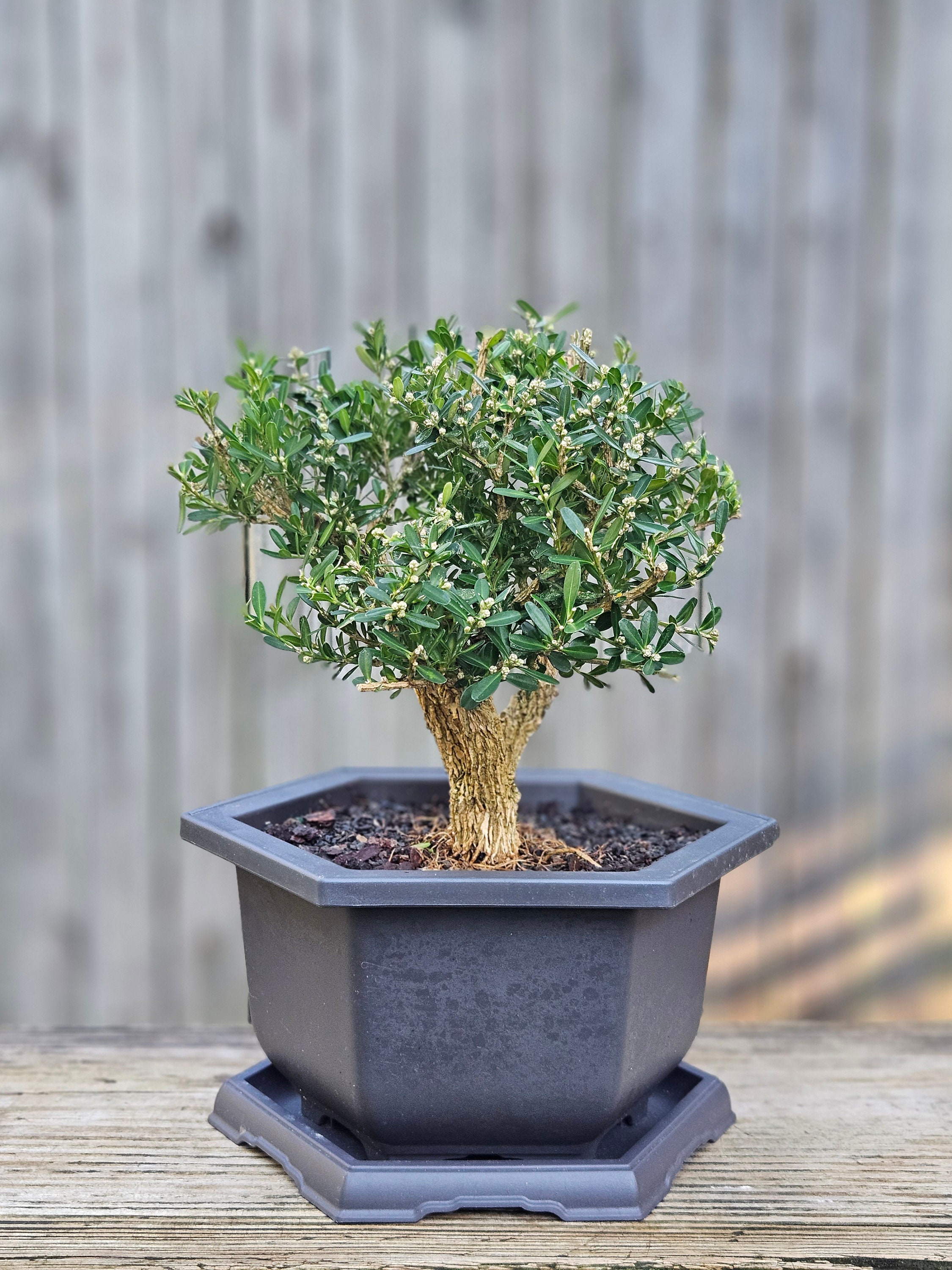 Boxwood Bonsai Tree