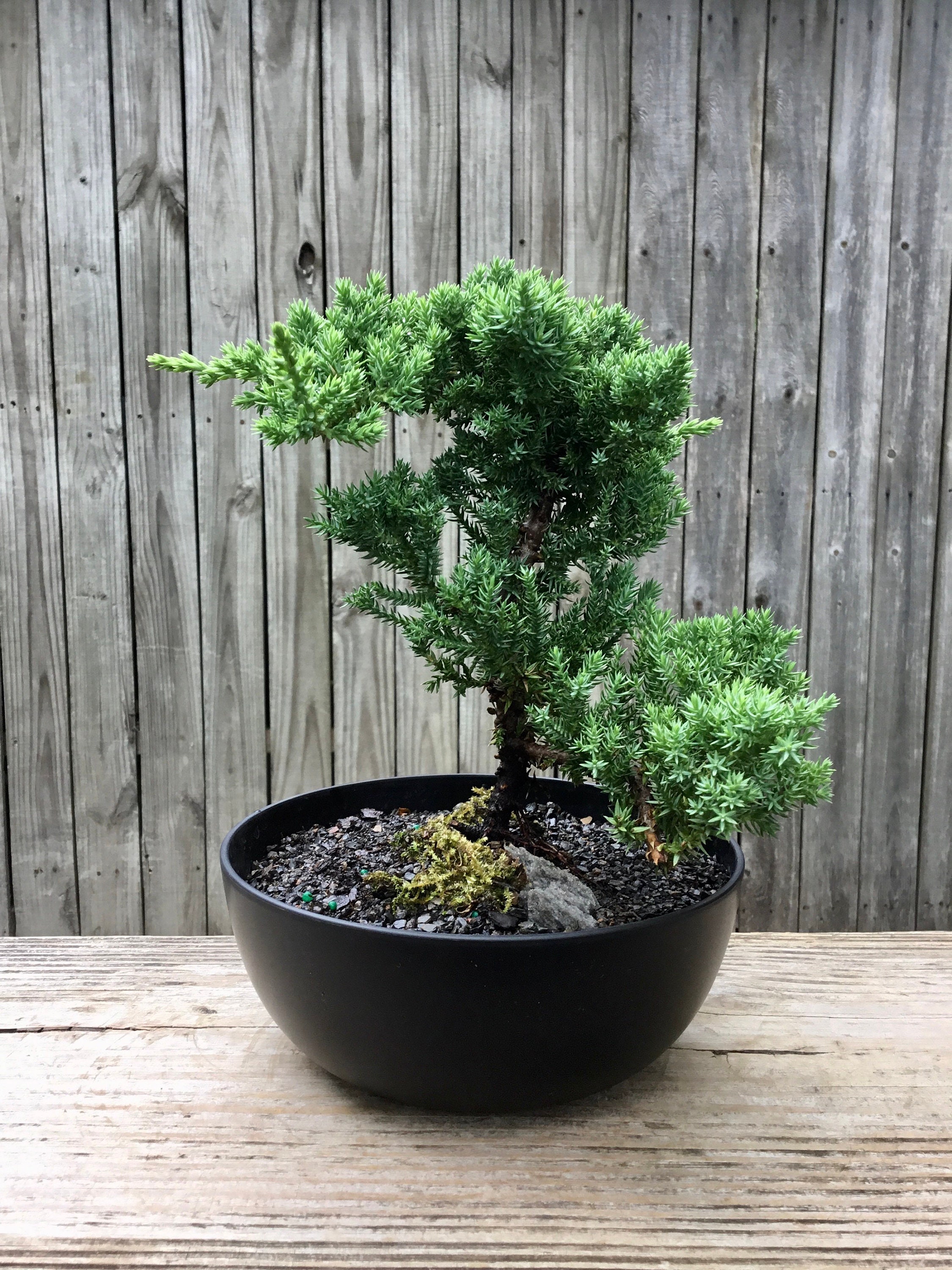 Baby Juniper Bonsai Tree