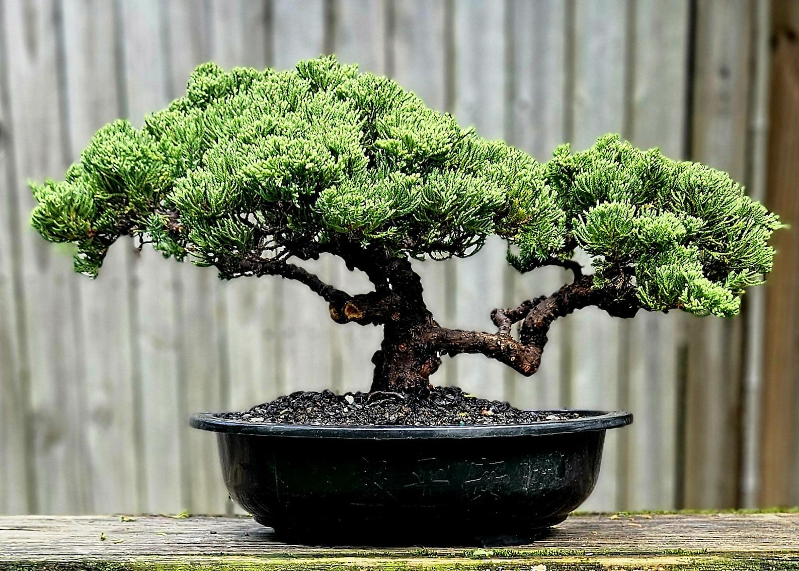 Old Procumbens Nana Bonsai Tree - Japanese Juniper - Etsy