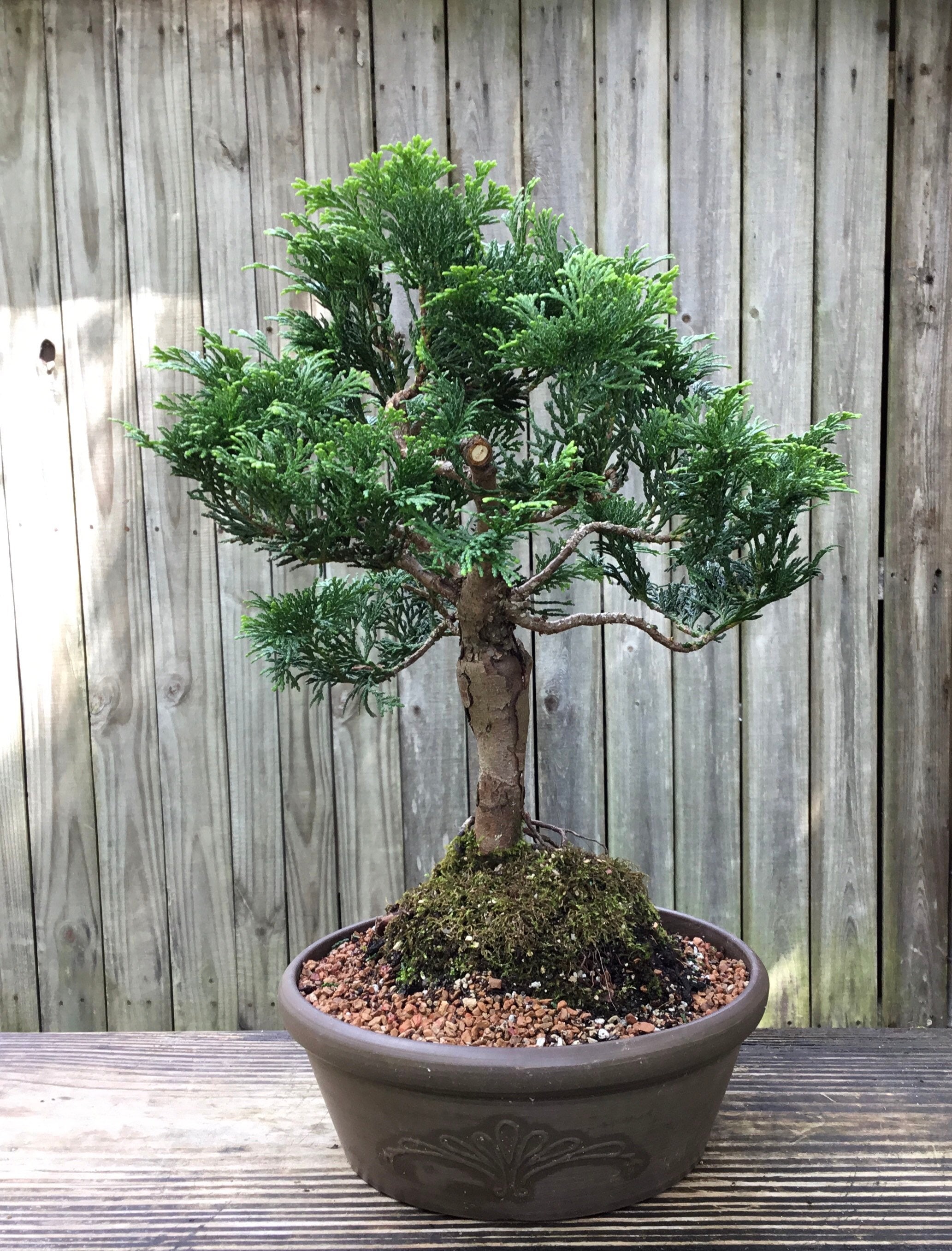 Dwarf Dawn Redwood Bonsai