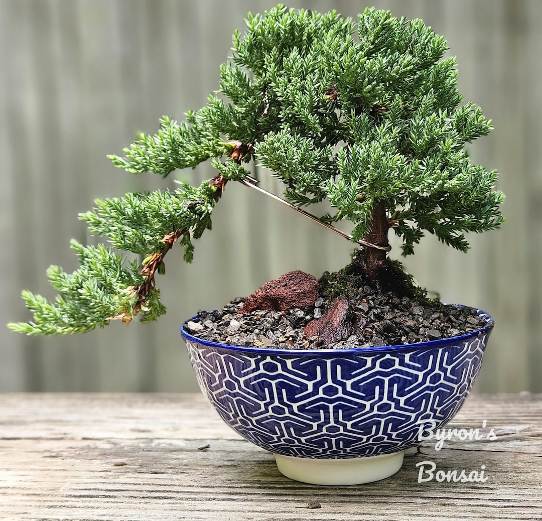Bonsai Japanese Juniper Bonsai Tree in a Blue and White Porcelain Pot ...