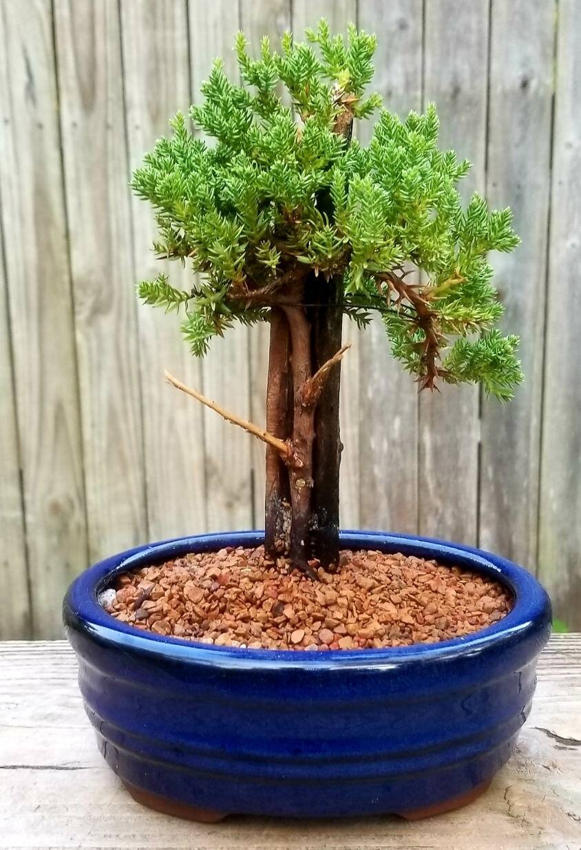 Baby Juniper Bonsai Tree