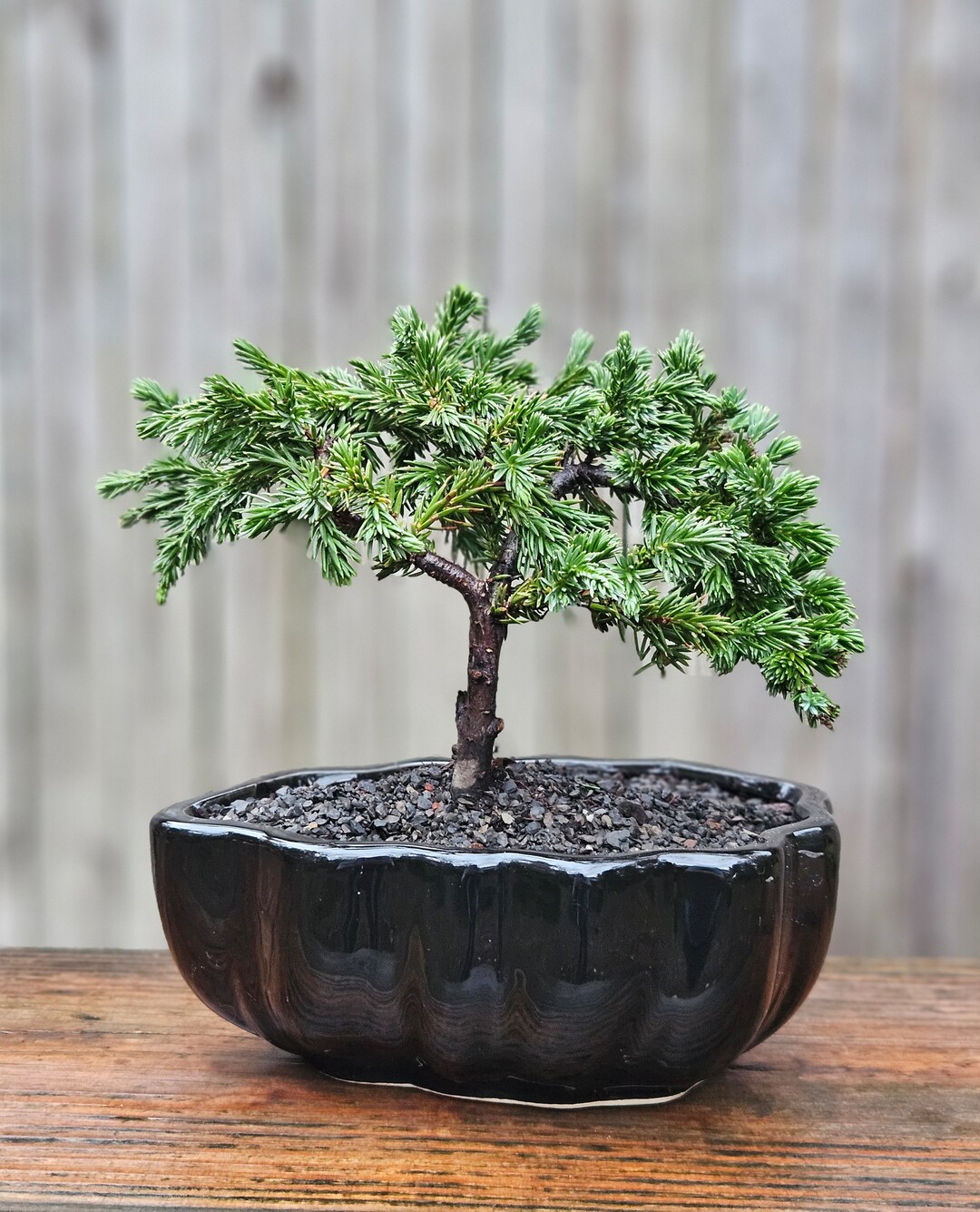 Bonsai Blue Pacific Juniper Bonsai Tree in a Black Decorative - Etsy