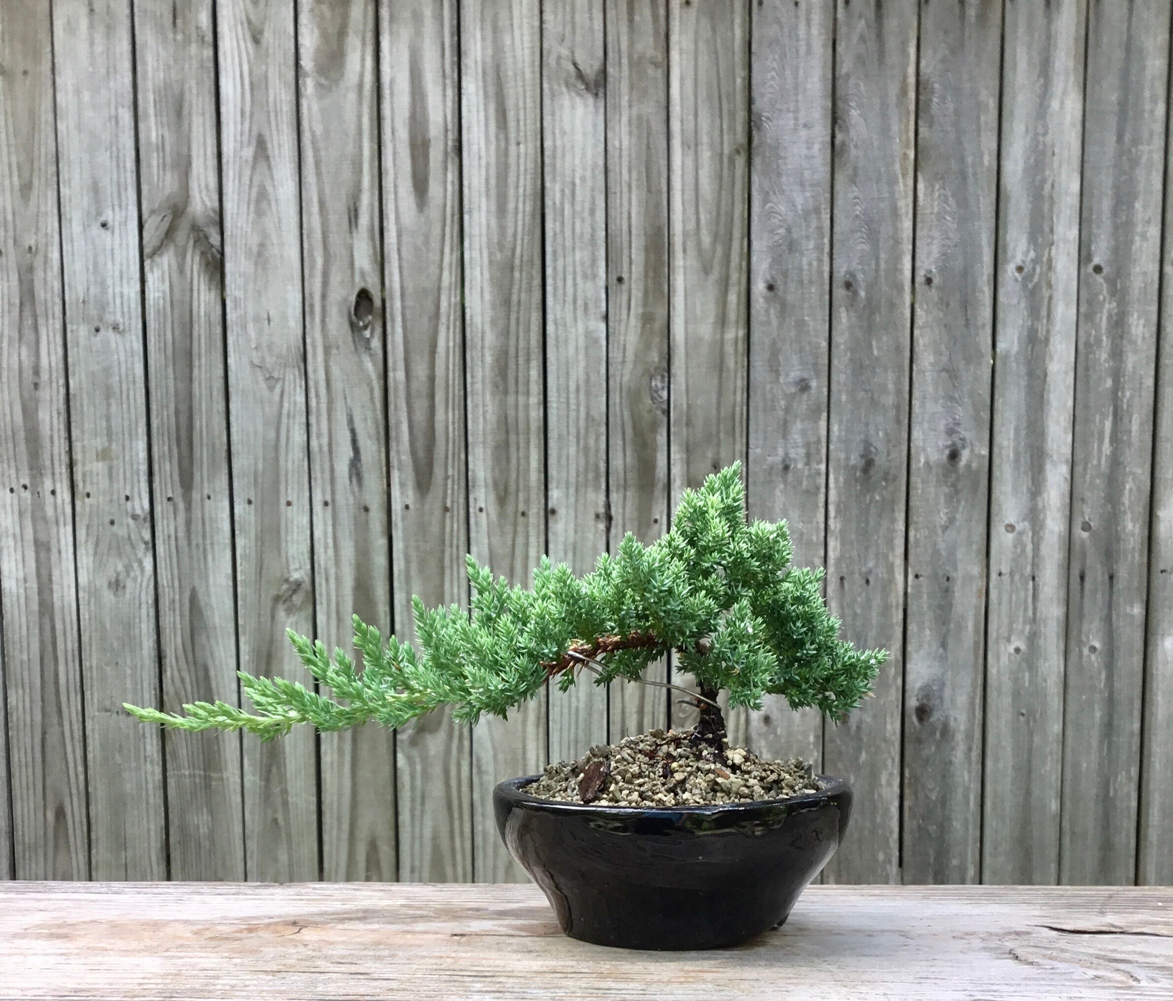 Juniperus Conferta Bonsai