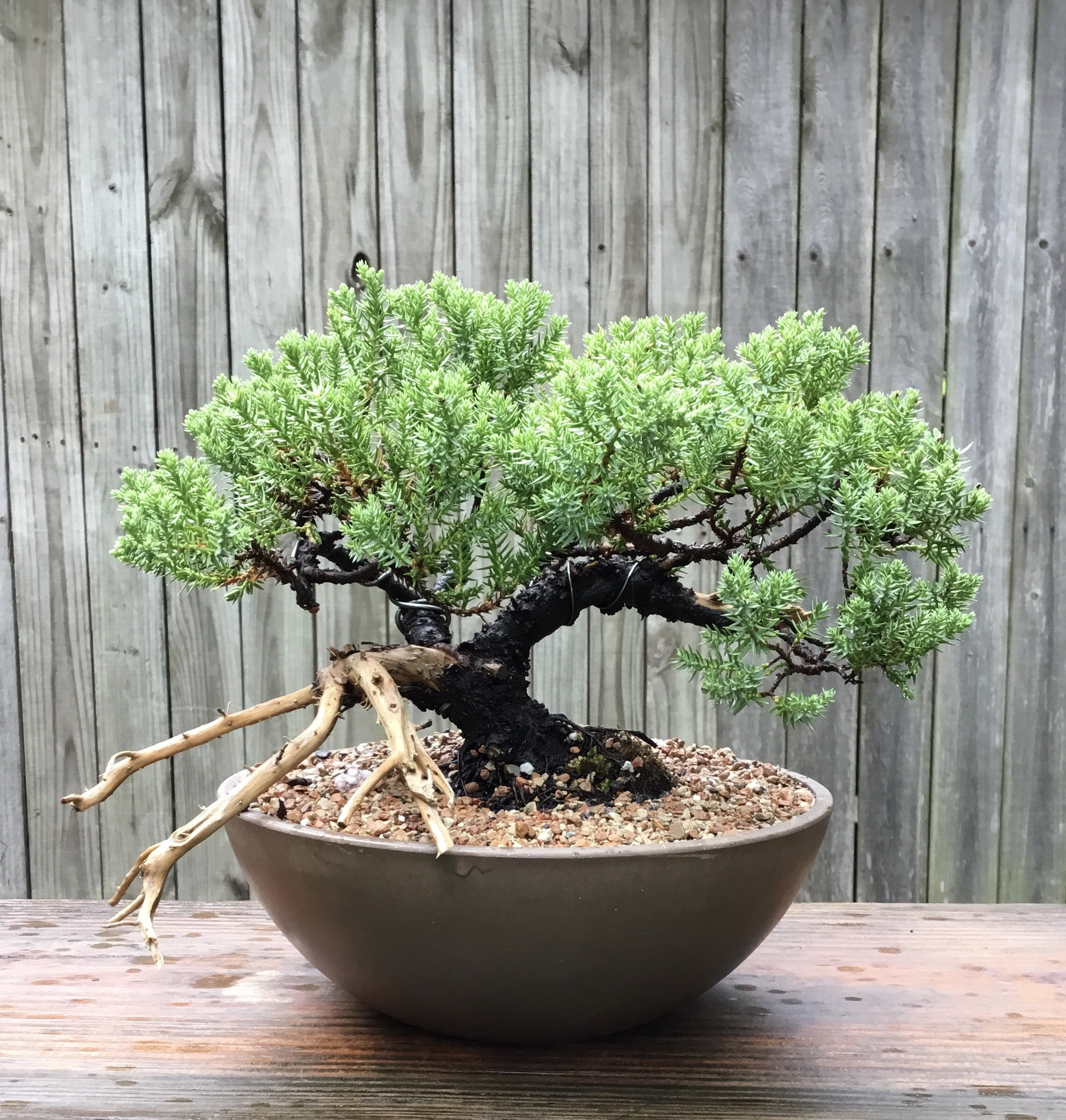 Shari Bonsai