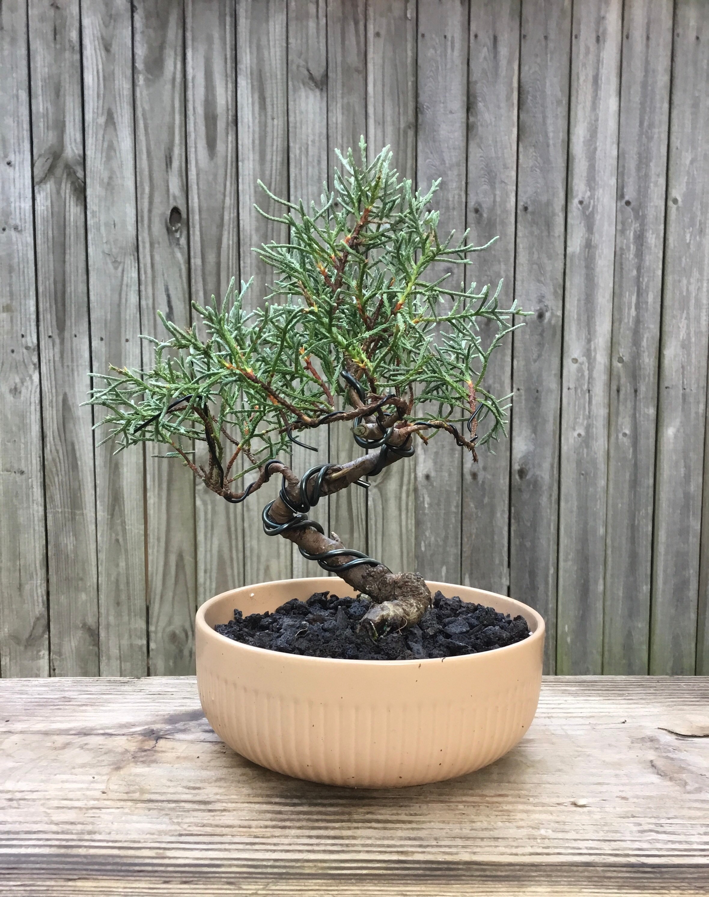 Cypress Bonsai
