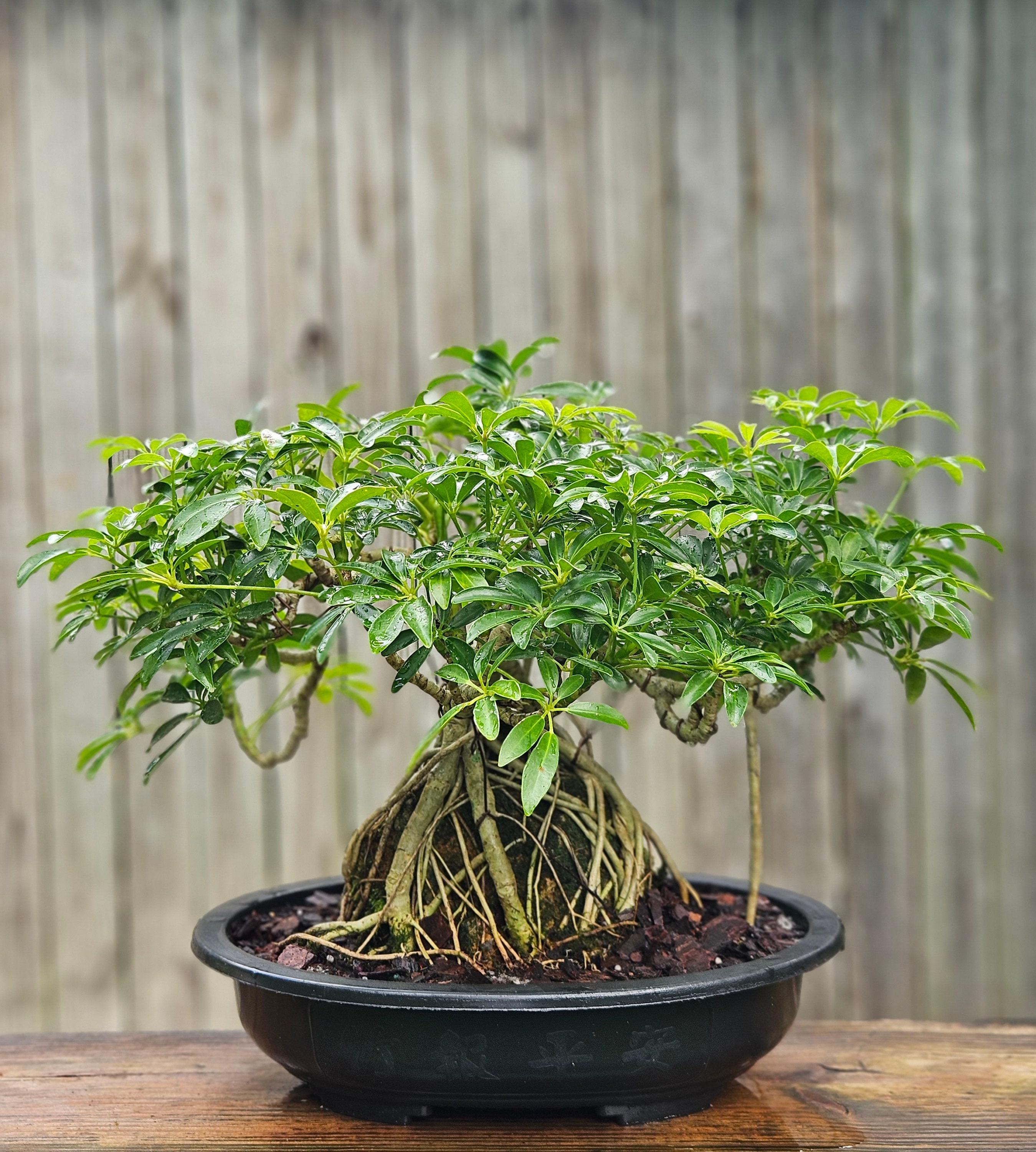 Schefflera Arboricola Bonsai