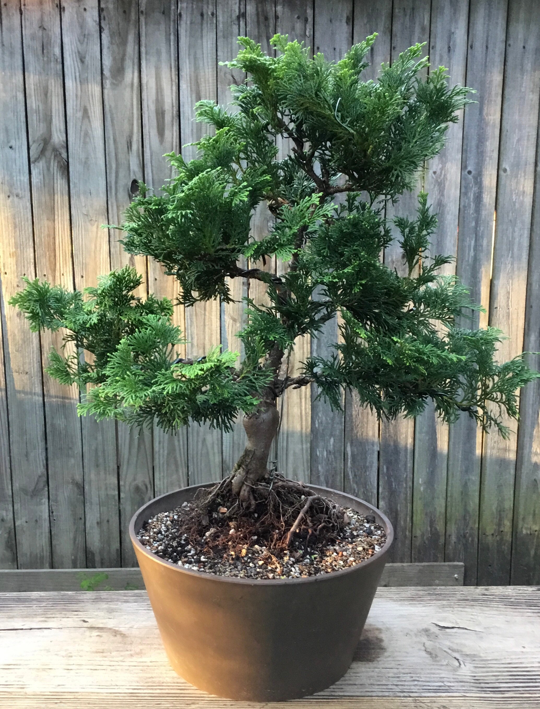 Dwarf Dawn Redwood Bonsai