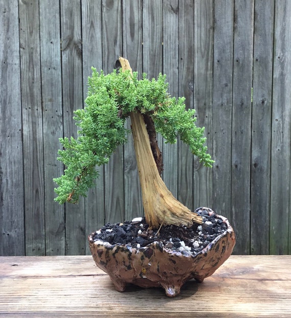 Japanese Juniper Tanuki Bonsai Tree in Handmade Kurama Style - Etsy
