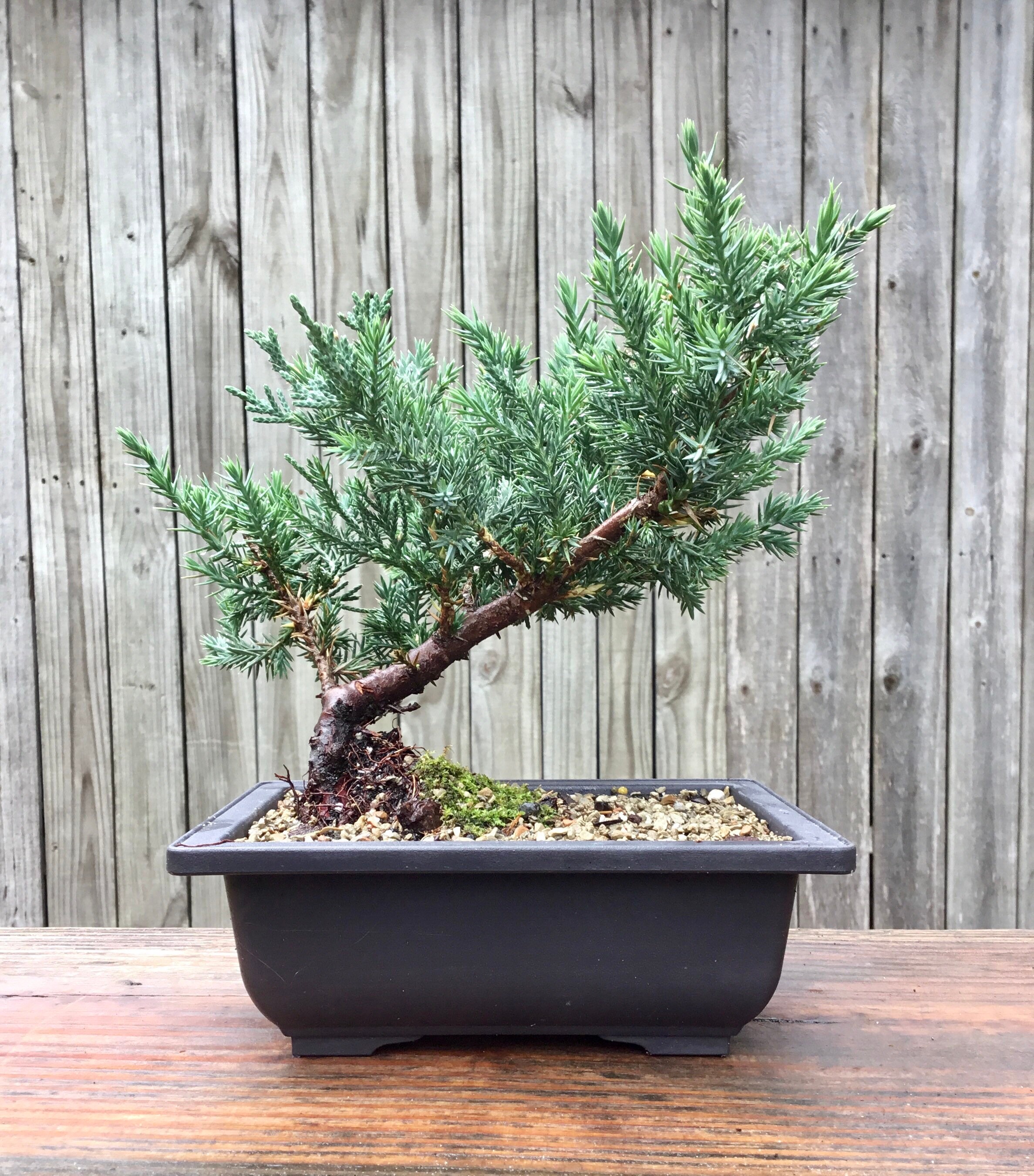 Juniperus Conferta Bonsai
