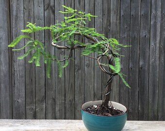 Bald Cypress Bonsai - Etsy