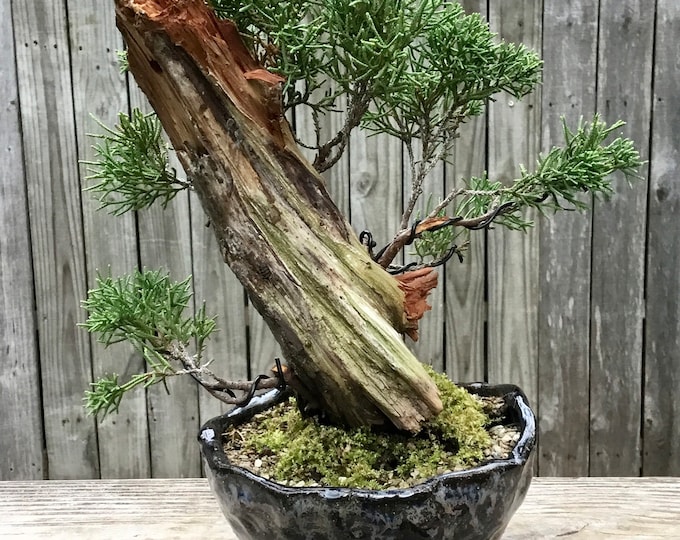 Shimpaku Itogawa Juniper Tanuki Bonsai Tree in a Handmade Glazed ...