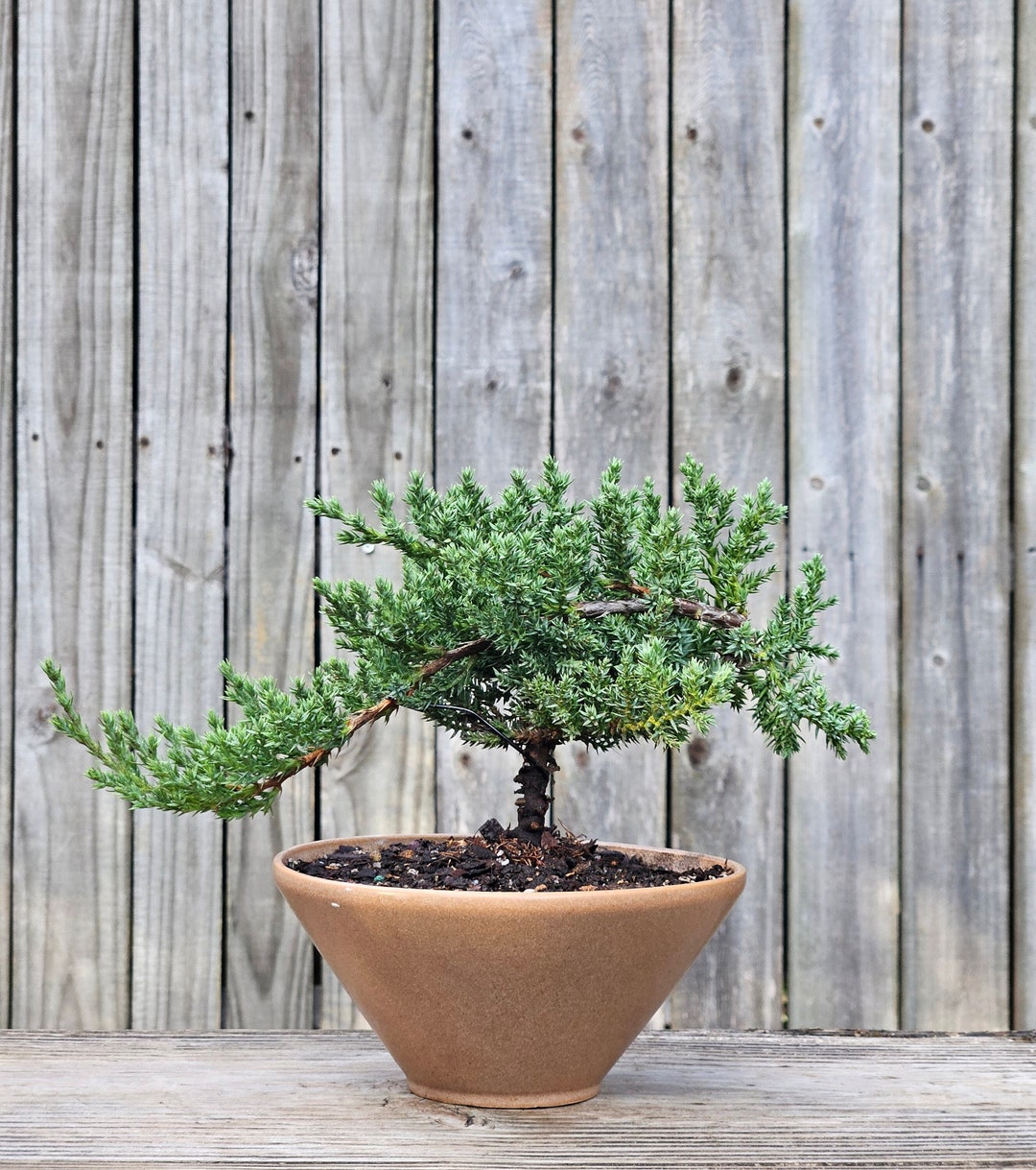 Bonsai Juniper Bonsai Tree in a Round 6pot - Etsy