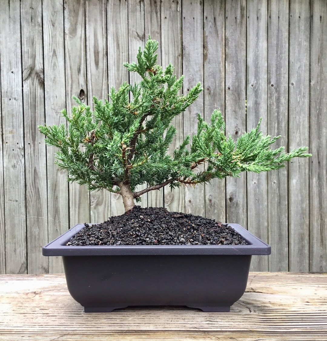 Bonsai Parsoni Juniper Bonsai Tree an 8 Inch Plastic Pot - Etsy