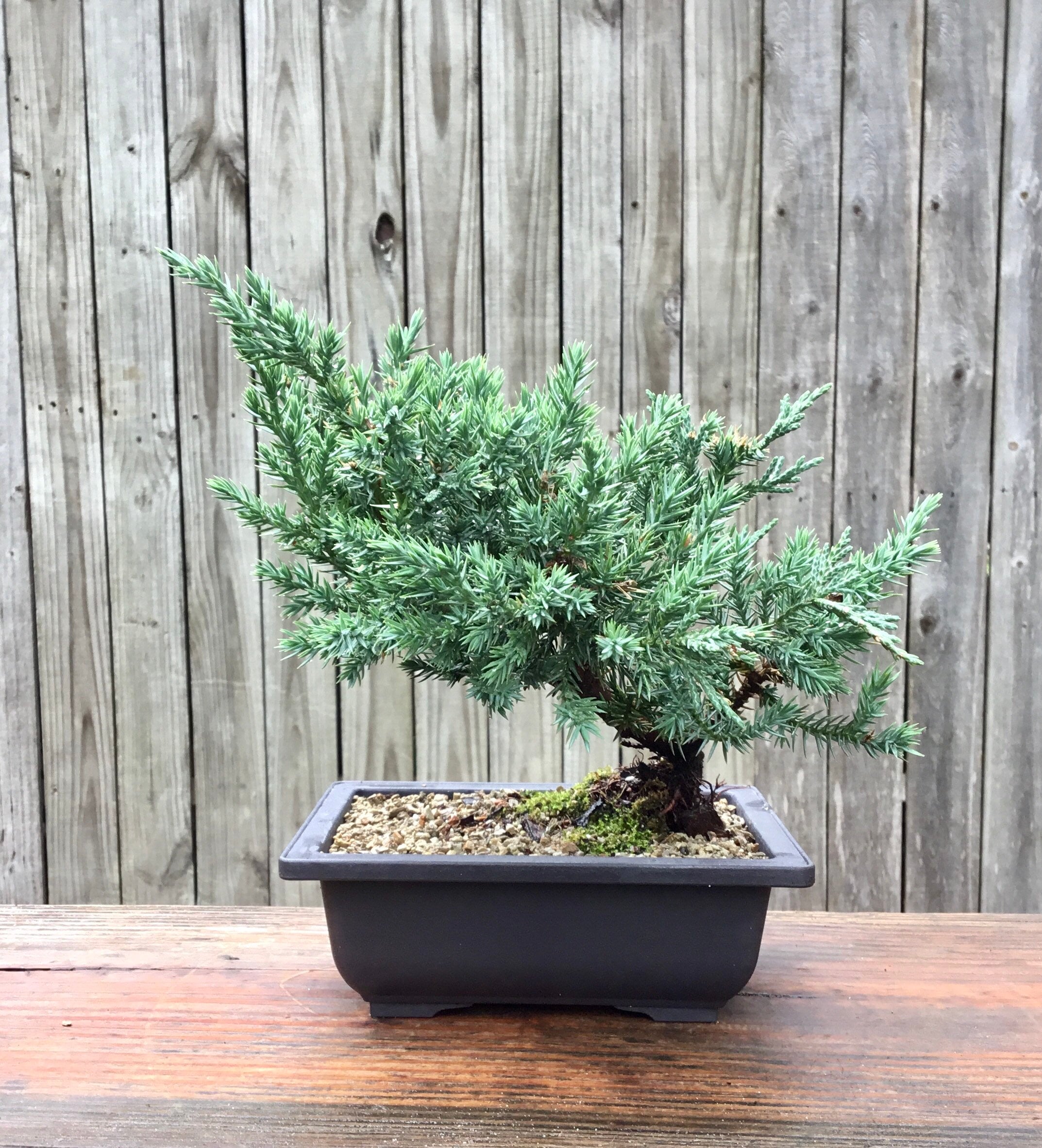 Blue Point Juniper Bonsai