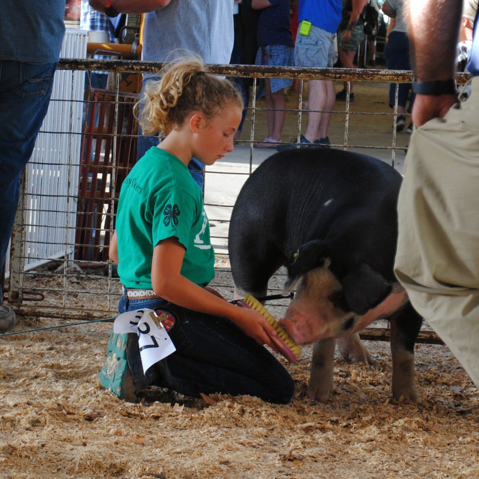 Custom Show Brush Show Pig Brush Personalized Livestock - Etsy