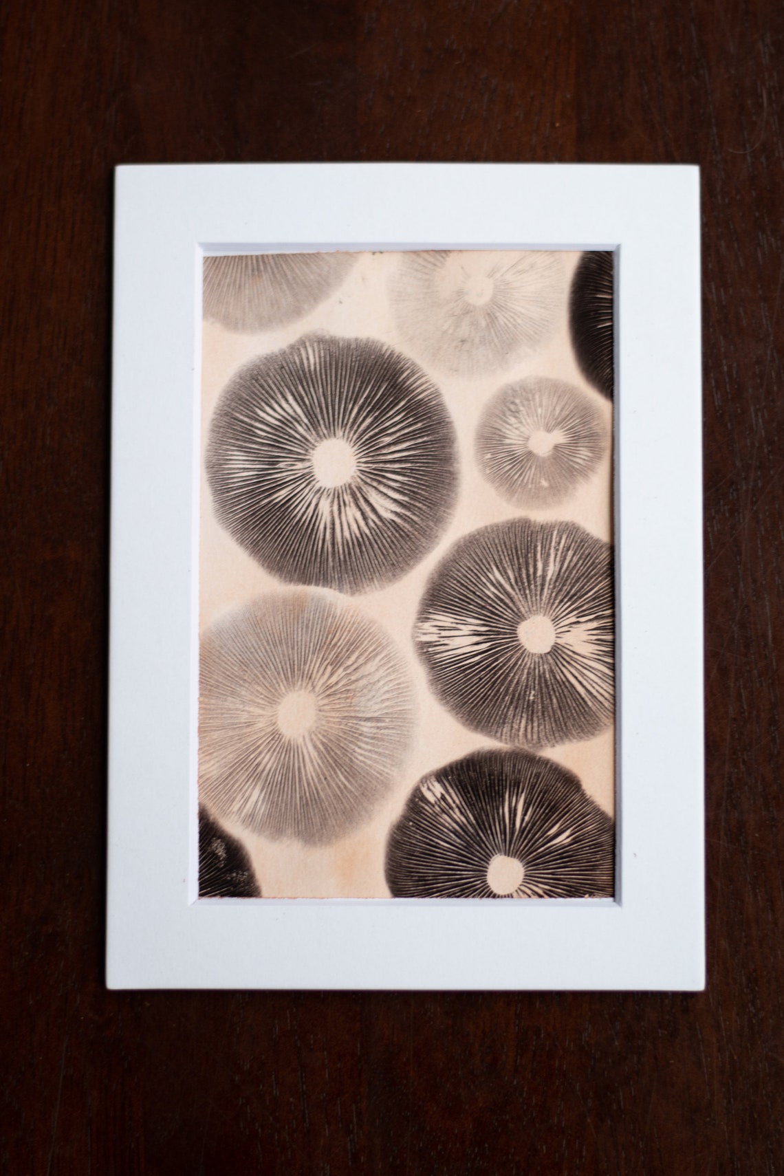 Spore print - jerseylopez