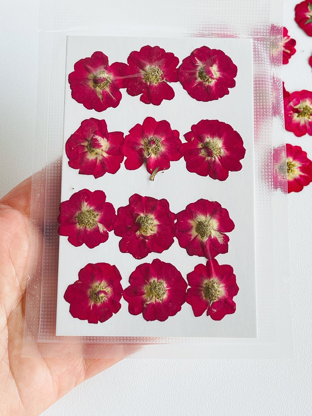 12 Pcs DIY Real Dried Pressed Rose Flower - Etsy